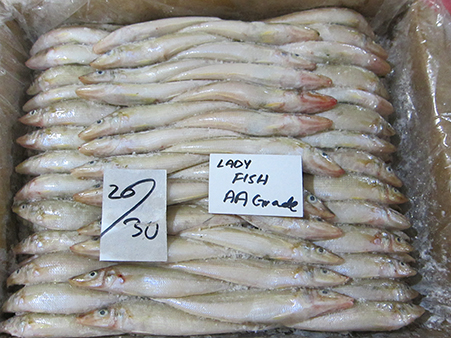 Omega Enterprises | Lady Fish