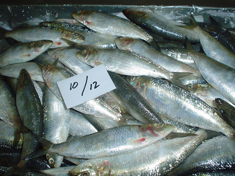 Omega Enterprises | Sardine