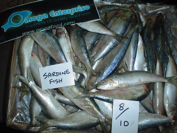 Omega Enterprises | Sardine