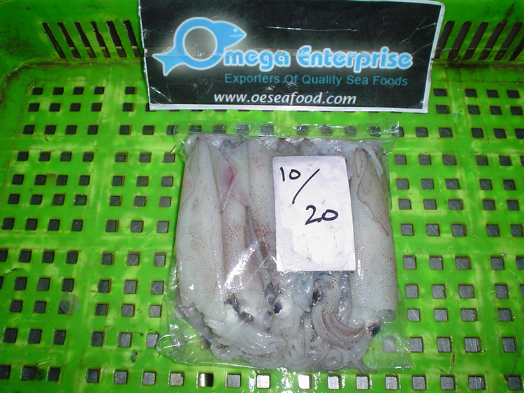 Omega Enterprises | Squid